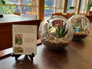 Plants Bring Peace in the Reading Room – Library | Kalamazoo College